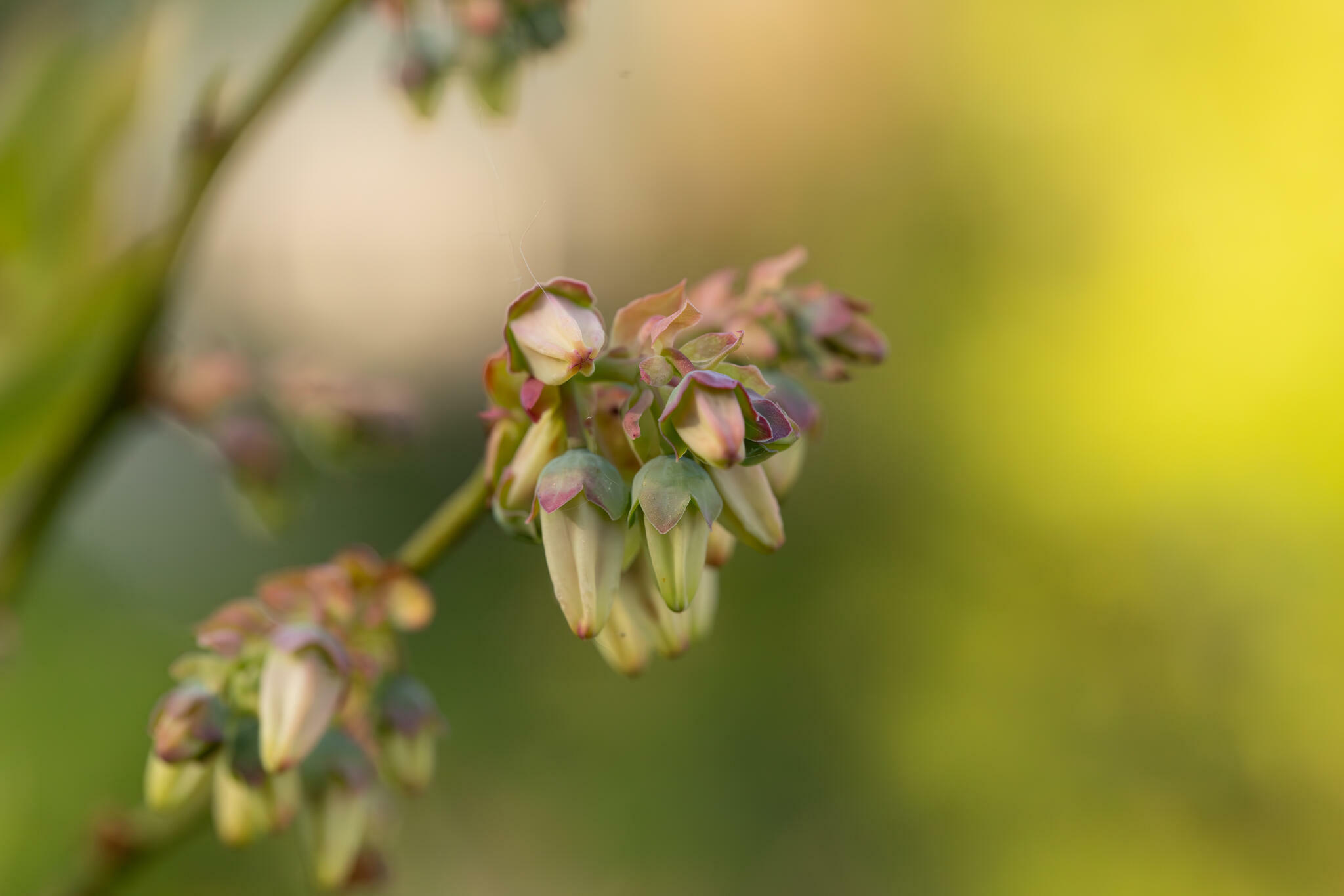 Concours Fleurs Photo 2331