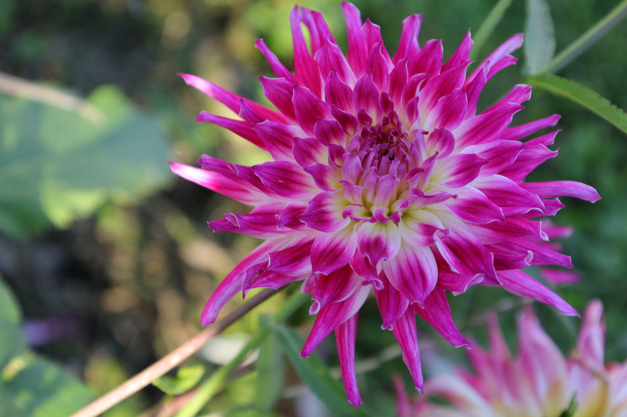 Concours Fleurs Photo 2374