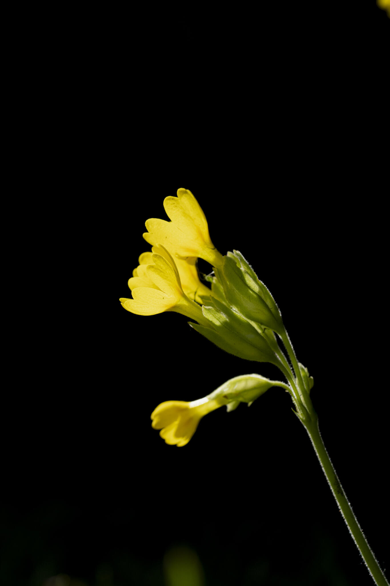 concours-fleurs-photo-2379