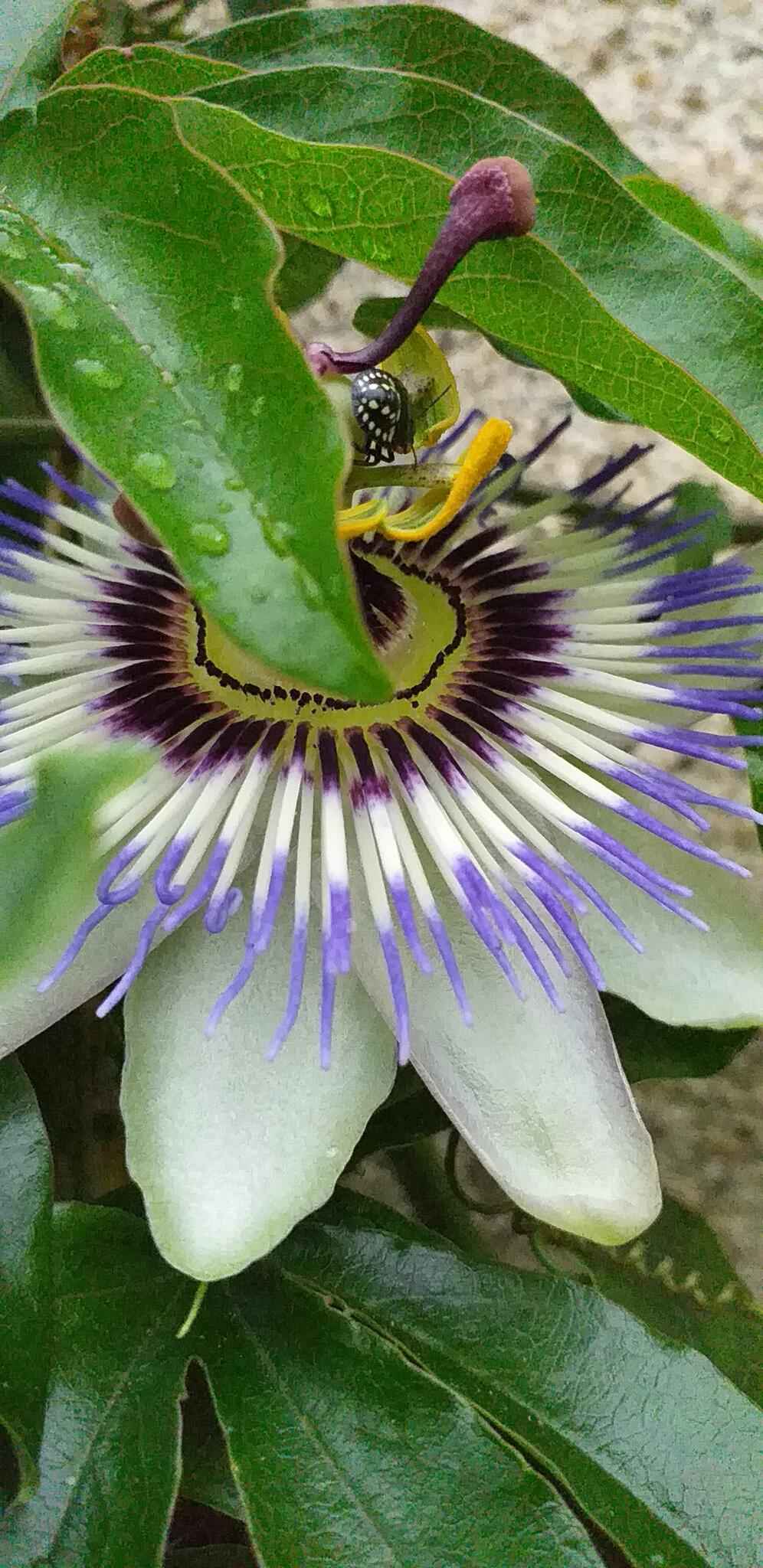 Concours - Fleurs - Photo 2413